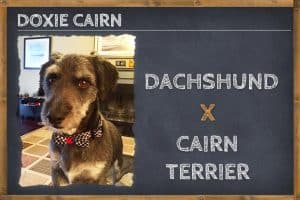 Dachshund Cairn Terrier Mix (Doxie Cairn) - Info, Pictures, & Facts ...