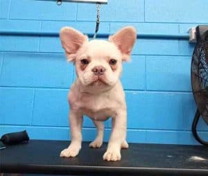 French Bulldog Pomeranian Mix (Frenchpomer) Info, Pictures, & Facts ...