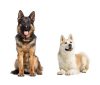 German Shepherd Akita Mix (Shepkita) - Info, Pictures, & Facts | ZooAwesome