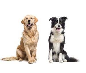 Golden Retriever Border Collie Mix (Coltriever) - Info, Pictures ...
