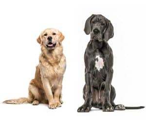 Golden Retriever Great Dane Mix (Great Golden Dane) - Info, Pictures ...