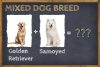 Golden Retriever Samoyed Mix (Golden Sammy) - Info, Pictures, & Facts ...