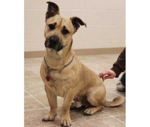 Great Dane Corgi Mix (Dorgi) - Info, Pictures, & Facts | ZooAwesome