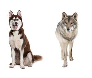 Husky Timber Wolf Mix (Wolfdog) - Info, Pictures, & Facts | ZooAwesome