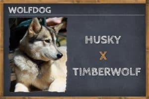 Husky Timber Wolf Mix (Wolfdog) - Info, Pictures, & Facts | ZooAwesome
