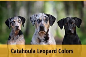 List of Catahoula Leopard Dog Colors | ZooAwesome