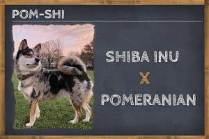 Shiba Inu Pomeranian Mix (Pom-Shi) - Info, Pictures, & Facts | ZooAwesome