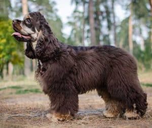 Tri Colored Cocker Spaniel - Info, Pictures, & Facts | ZooAwesome