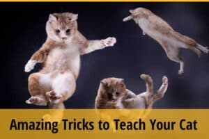 Amazing Tricks to Teach Your Cat | ZooAwesome