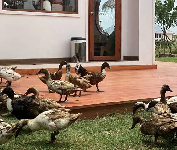 Caring for Duck Companions: A Complete Guide for New Owners | ZooAwesome