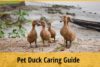 Caring for Duck Companions: A Complete Guide for New Owners | ZooAwesome