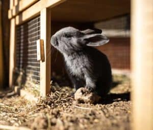 Keeping Rabbits Safe and Healthy with Outdoor Hutches | ZooAwesome