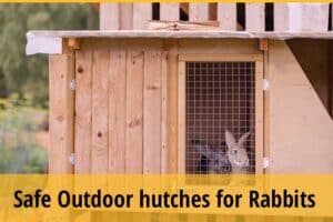 Keeping Rabbits Safe and Healthy with Outdoor Hutches | ZooAwesome