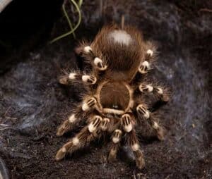 What Substrate Should Beginner Tarantula Keepers Use? Complete Guide ...