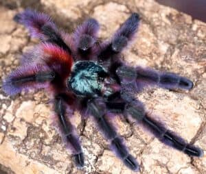 Best Beginner Tarantulas: Top 5 Species Perfect for Handling | ZooAwesome