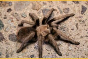 Best Beginner Tarantulas: Top 5 Species Perfect for Handling | ZooAwesome