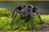 Meet the Velvet Spider: A Complete Guide to Brazilian Black Tarantulas ...