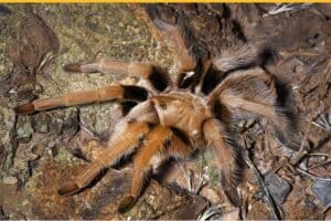 Calm and Hardy: 7 Best Tarantulas for Beginners (with Care Guide ...