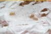 From Tiny to Giant: Complete Tarantula Growth Timeline | ZooAwesome