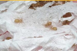 From Tiny to Giant: Complete Tarantula Growth Timeline | ZooAwesome