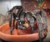Stop Overfeeding Your Tarantula! The Perfect Schedule for Every Life ...