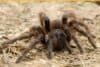 Stop Overfeeding Your Tarantula! The Perfect Schedule for Every Life ...
