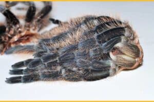 Post-Molt Vulnerability: Complete Tarantula Recovery Guide | ZooAwesome