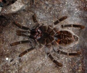 Safe Molting for Tarantulas: Expert Techniques to Reduce Stress ...