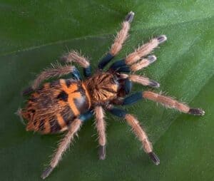 Baby Tarantula Husbandry: The Science-Backed Guide to Raising Healthy ...