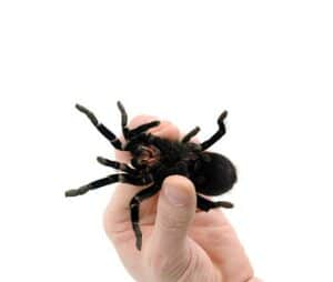 Male or Female? 3 Foolproof Methods to Determine Your Tarantula's ...