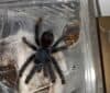 Stressed Tarantula? 12 Behaviors That Reveal Your Pet Spider Needs Help ...