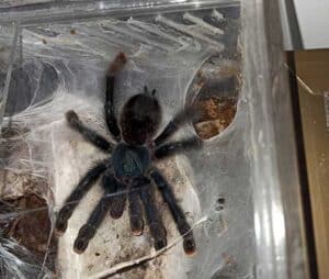 Stressed Tarantula? 12 Behaviors That Reveal Your Pet Spider Needs Help ...