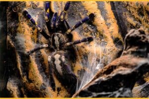Stressed Tarantula? 12 Behaviors That Reveal Your Pet Spider Needs Help ...