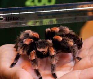 Tarantula Growth Tracking Made Easy: A Step-by-Step Guide for Beginners ...
