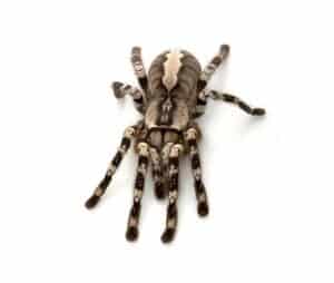 Majestic & Mysterious: Your Indian Ornamental Tarantula Handbook ...