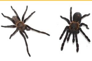 The 20-Year Gap: Male and Female Tarantula Lifespan Explained | ZooAwesome