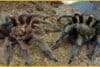 The Dangerous Dating Game: How Tarantula Mating Rituals Challenge ...