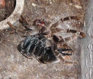 Tarantula Transformation: The Surprising Differences Between Young and ...