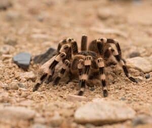 Spider Showdown: Old World vs. New World Tarantulas - A Keeper's Guide ...