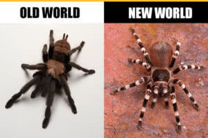 Spider Showdown: Old World vs. New World Tarantulas - A Keeper's Guide ...