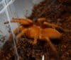 Earth's Rarest Tarantulas and Their Fight for Survival | ZooAwesome