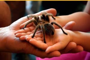 Tarantula Handling Guide: When It's Safe & When to Wait | ZooAwesome