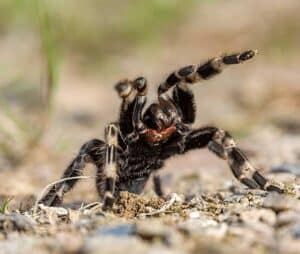 Tarantula Body Language: Critical Handling Signs You Can't Miss ...