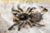 Why Your Tarantula Might Be Overfed: Warning Signs & Solutions | ZooAwesome