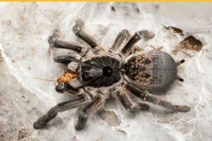 Why Your Tarantula Might Be Overfed: Warning Signs & Solutions | ZooAwesome