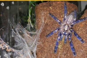 Feeding Rare Tarantulas: Secret Diets of the World's Most Exotic ...