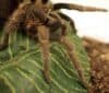 Tarantula Care 101: Essential Mistakes New Owners Must Avoid | ZooAwesome