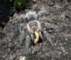Perfect Prey: Complete Tarantula Feeding Schedule for Beginners ...