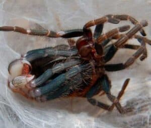 The Complete Guide to Tarantula Growth Cycles & Molting Stages | ZooAwesome