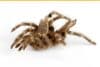The Complete Guide to Tarantula Growth Cycles & Molting Stages | ZooAwesome
